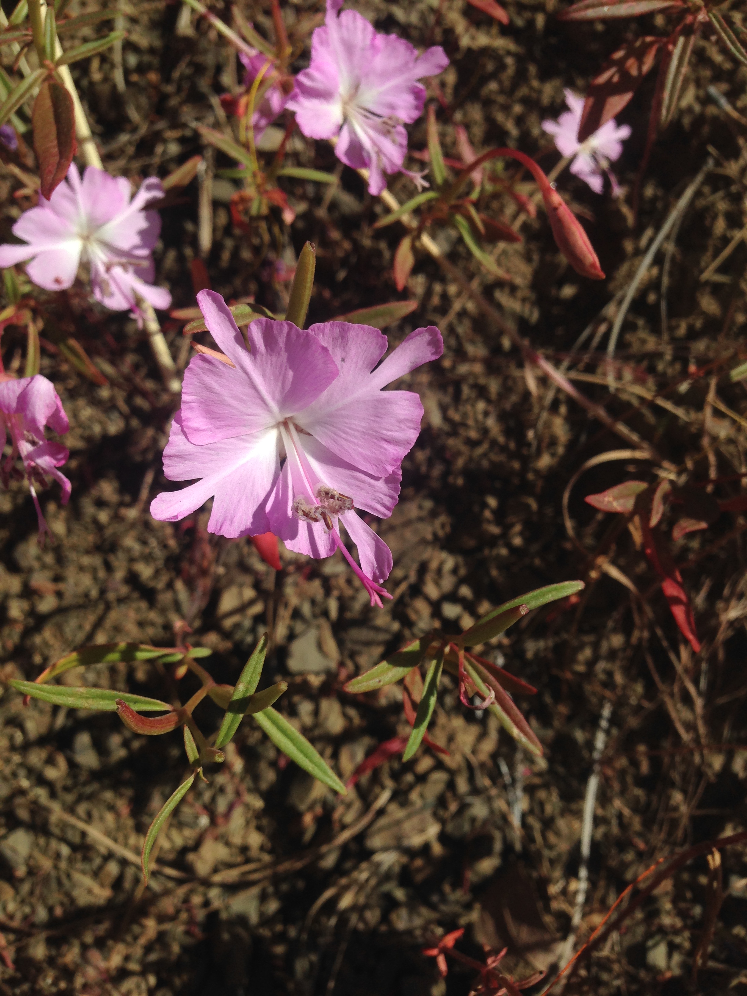 Research – The Sianta Lab